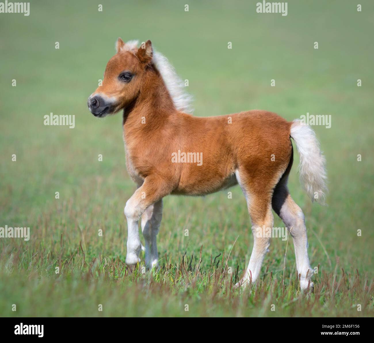 American miniature horse foal hi-res stock photography and images - Alamy
