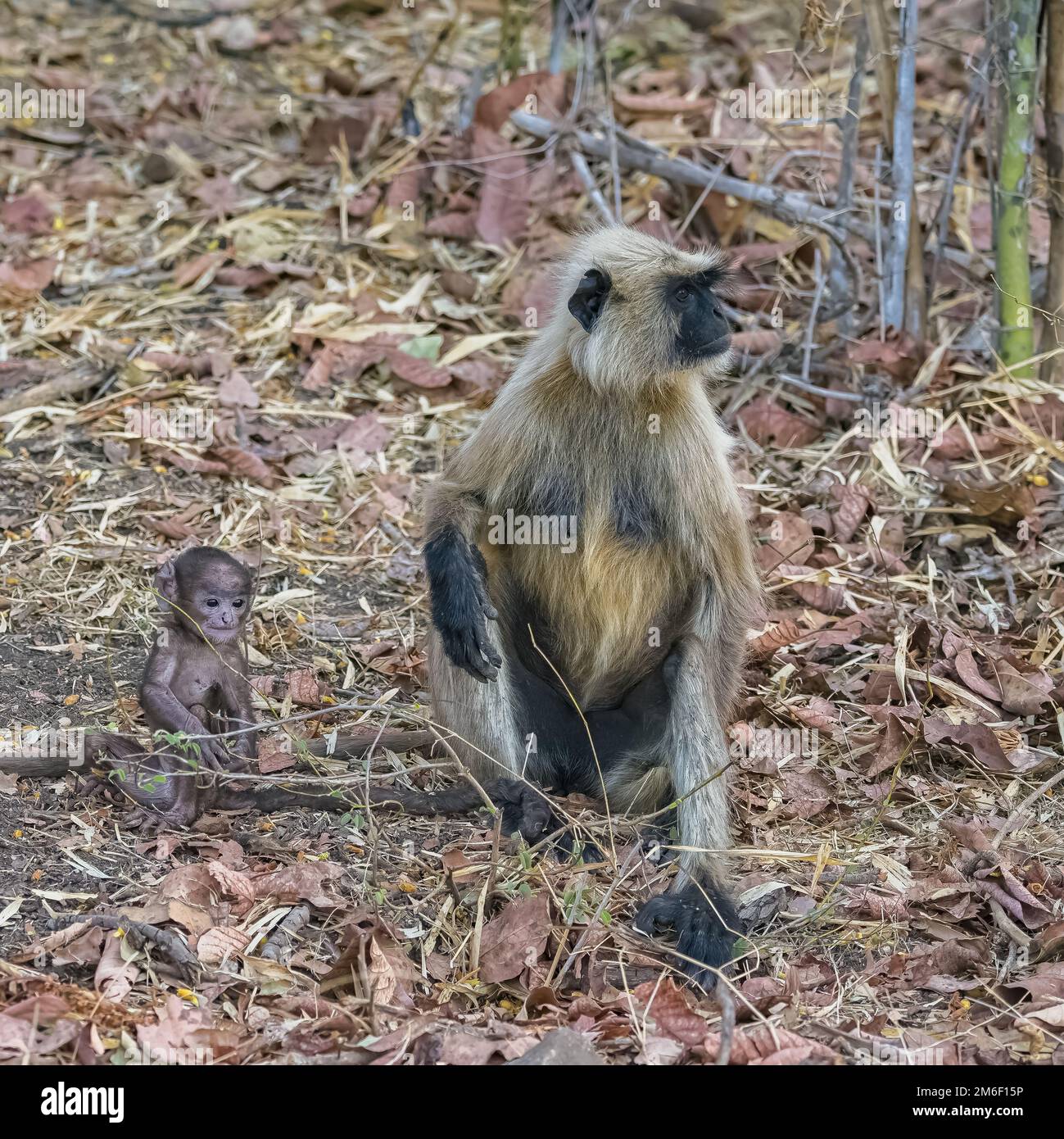 Gray langurs, monkeys, father with a baby, India, Madhya Pradesh Stock ...