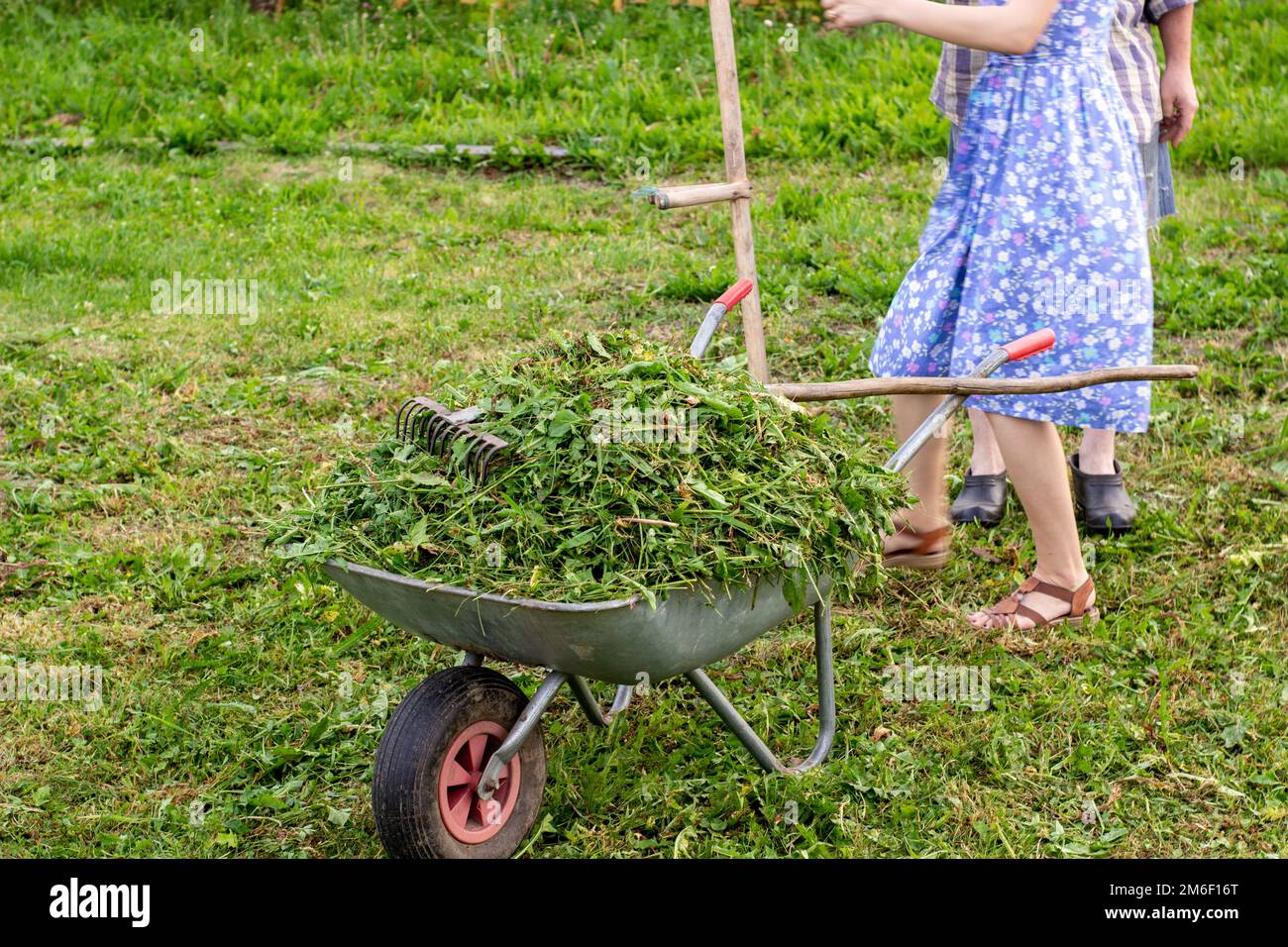 A wheelbarrow full of fresh mown grass is on the lawn in the garden ...