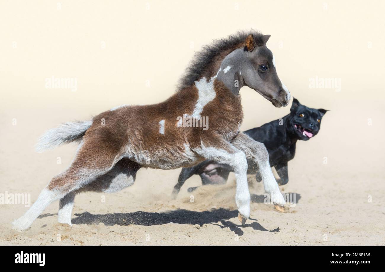 Staffordshire Bull Terrier dog and American miniature foal. Foal is one ...