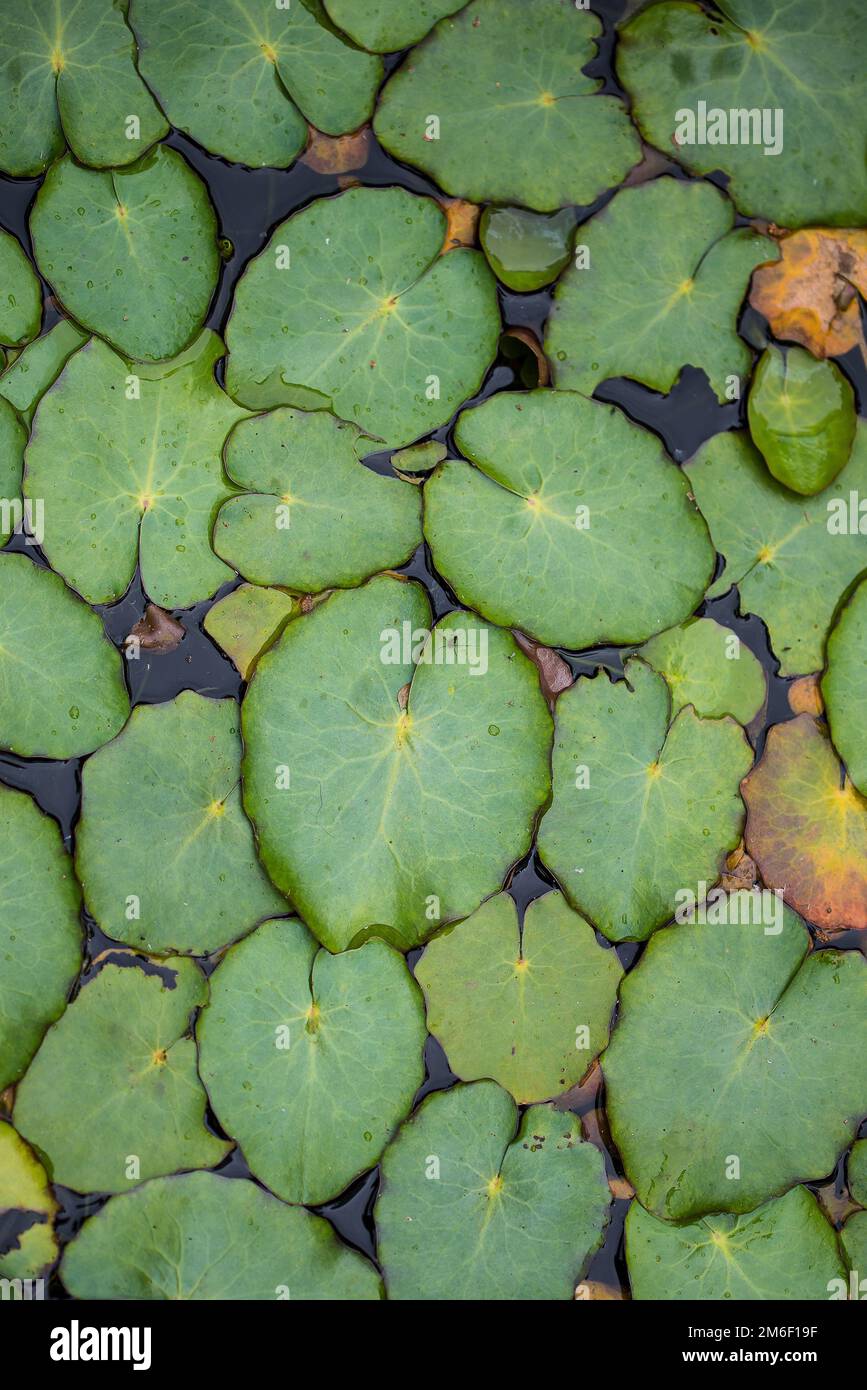 Impressive vertical growth hi-res stock photography and images - Alamy