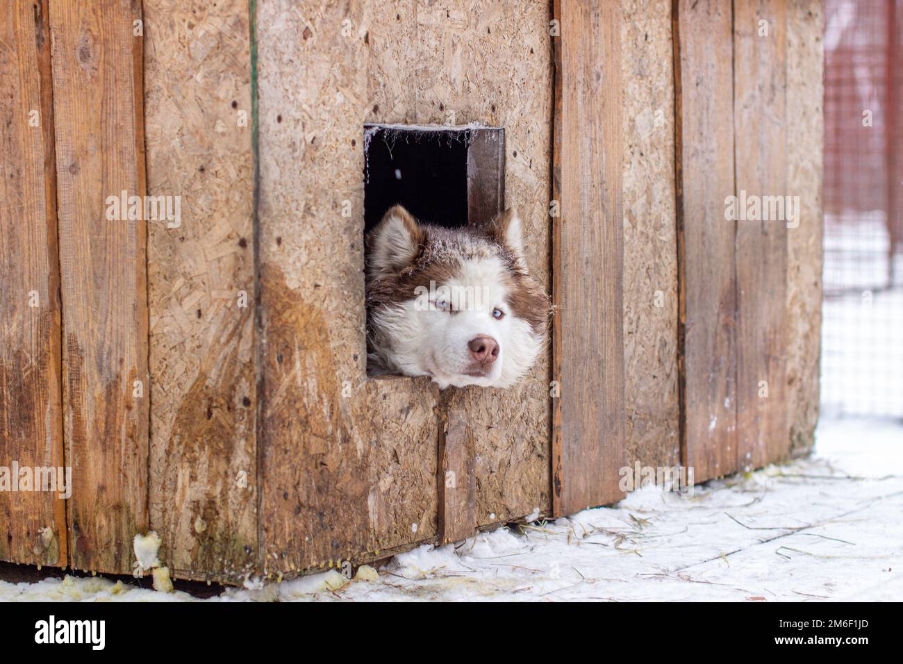 Siberian husky dog lying on a wooden house. The dog is lying, bored ...