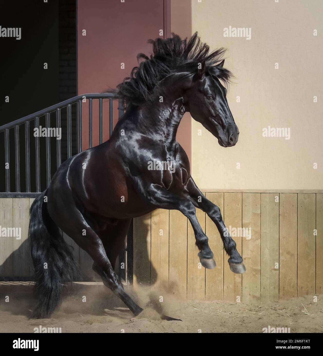 Rearing andalusian horse hi-res stock photography and images - Alamy