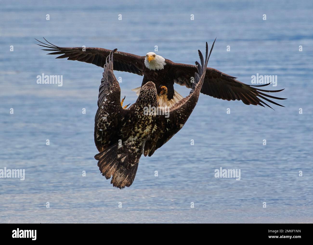 A powerful bald eagle and a brown hawk flying over a blue sea Stock ...