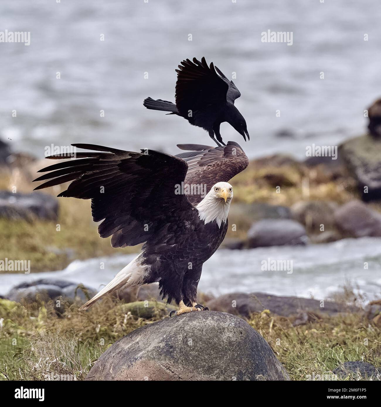 Crow attacking bald eagle hi-res stock photography and images - Alamy