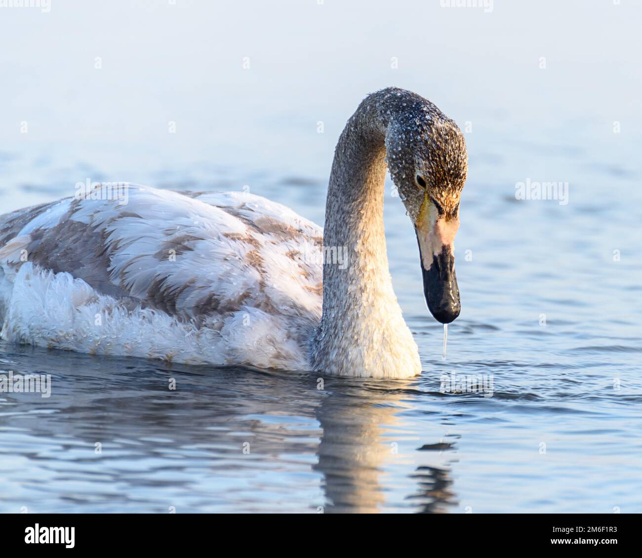 Close of swan hi-res stock photography and images - Alamy