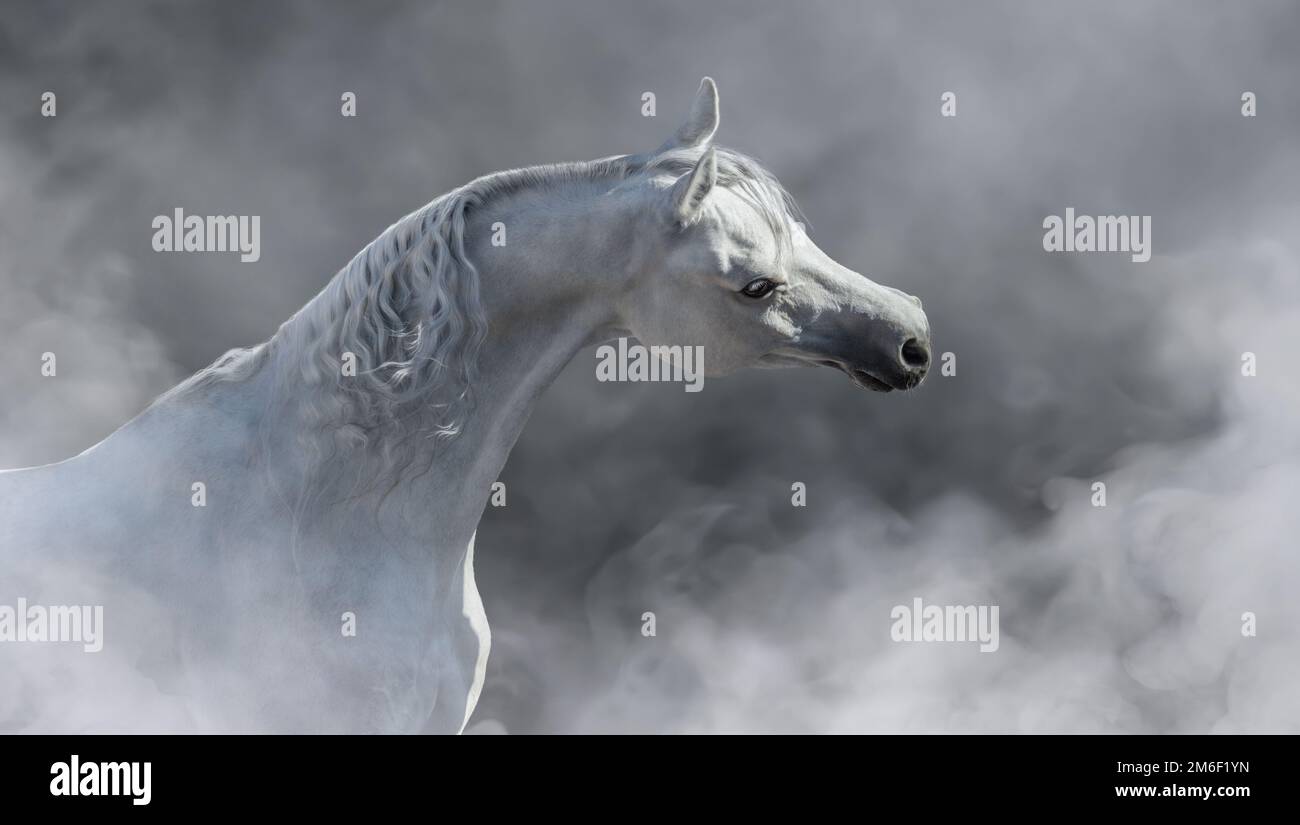 Portrait of elegance white Arabian horse in light mist Stock Photo - Alamy