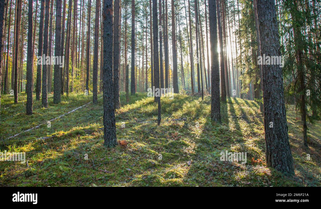 Pine forest at sunrise time Stock Photo - Alamy