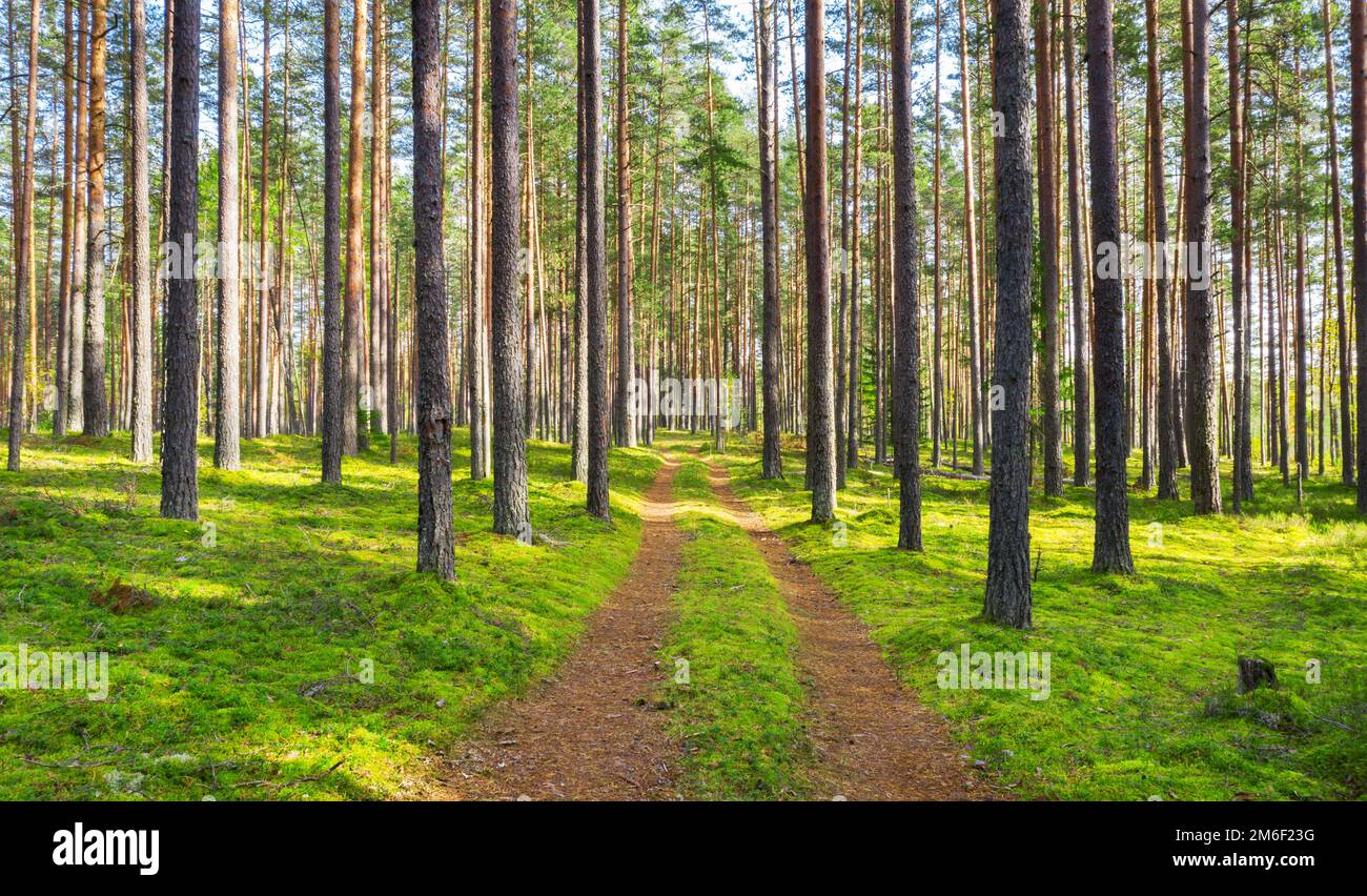 Road pine forest hi-res stock photography and images - Alamy