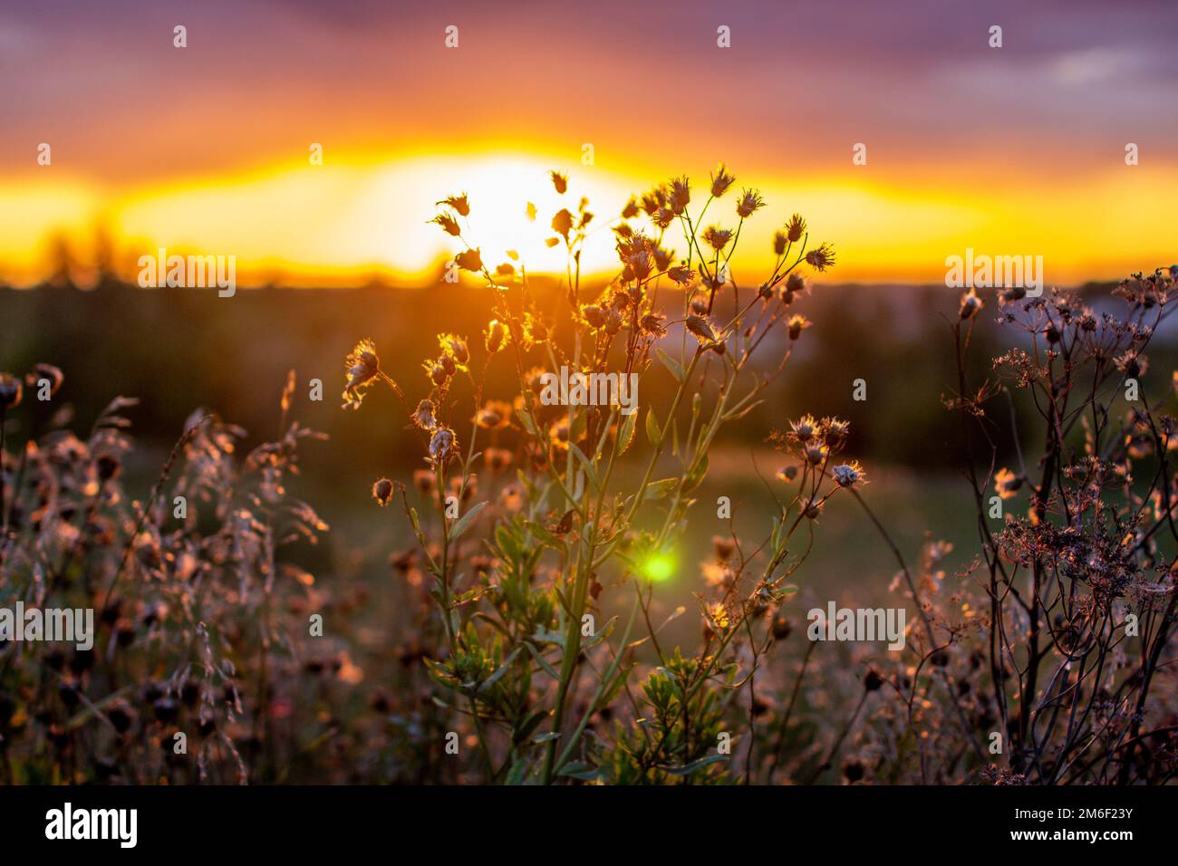 Beautiful pink and orange sunset in a field through grass and flowers ...