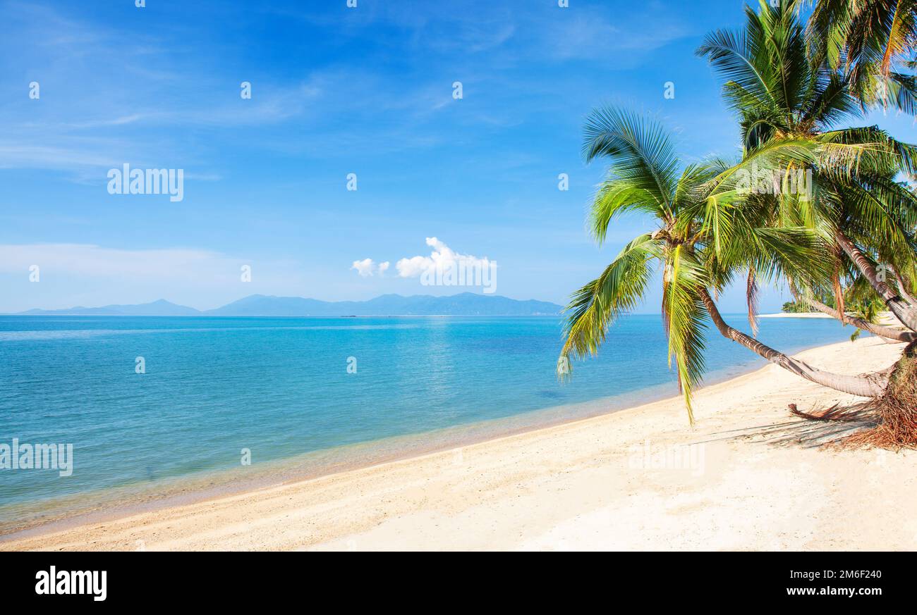 Palm tree tropical island beach hi-res stock photography and images - Alamy