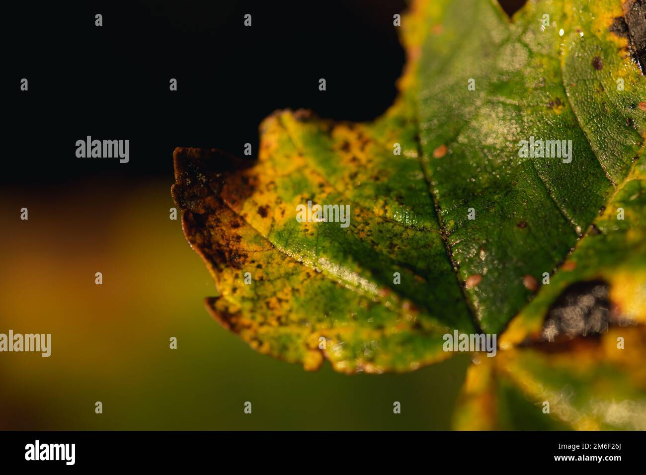 A closeup shot of a fall leaf with a blurry background Stock Photo - Alamy