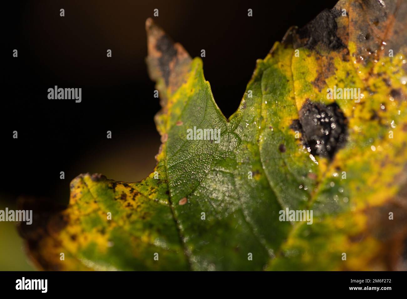 A closeup shot of a fall leaf with a blurry background Stock Photo - Alamy