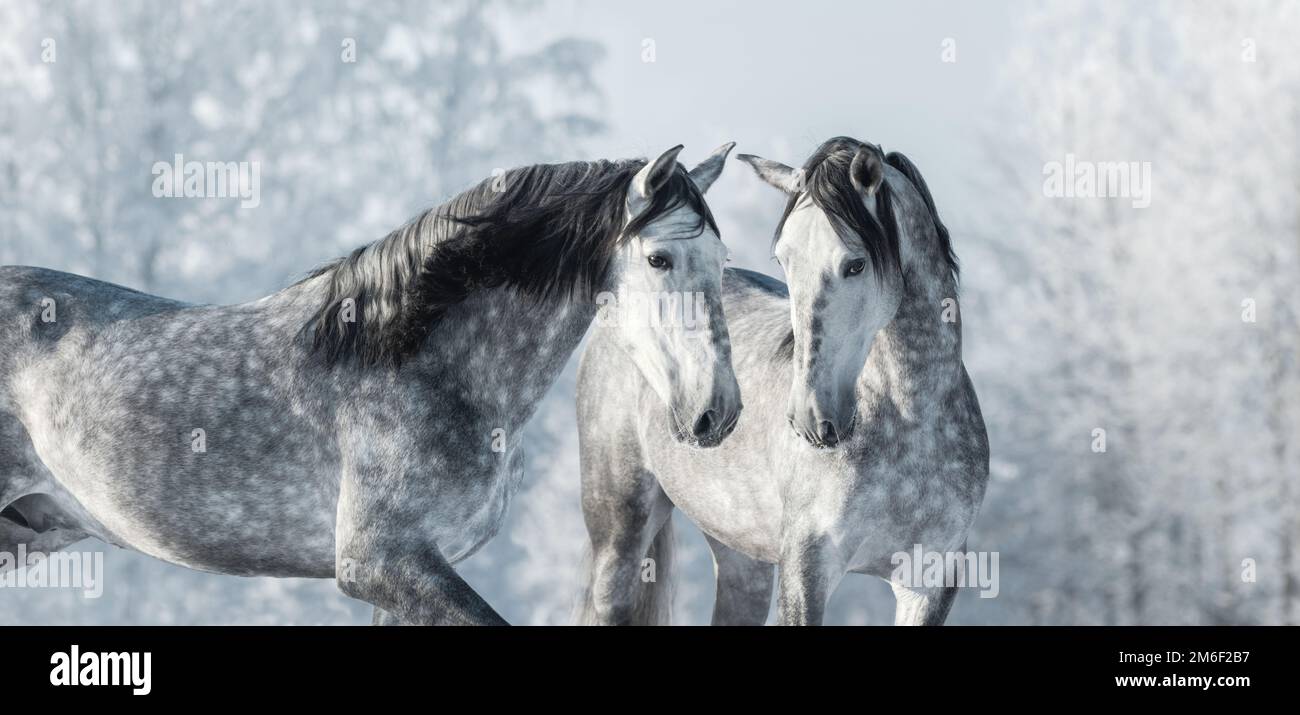 Two thoroughbred gray horses in winter forest. Monochromatic wintertime ...