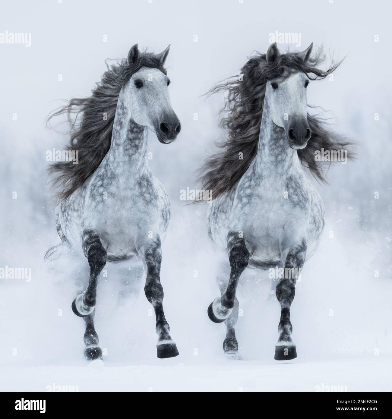 Grey Andalusian Horses