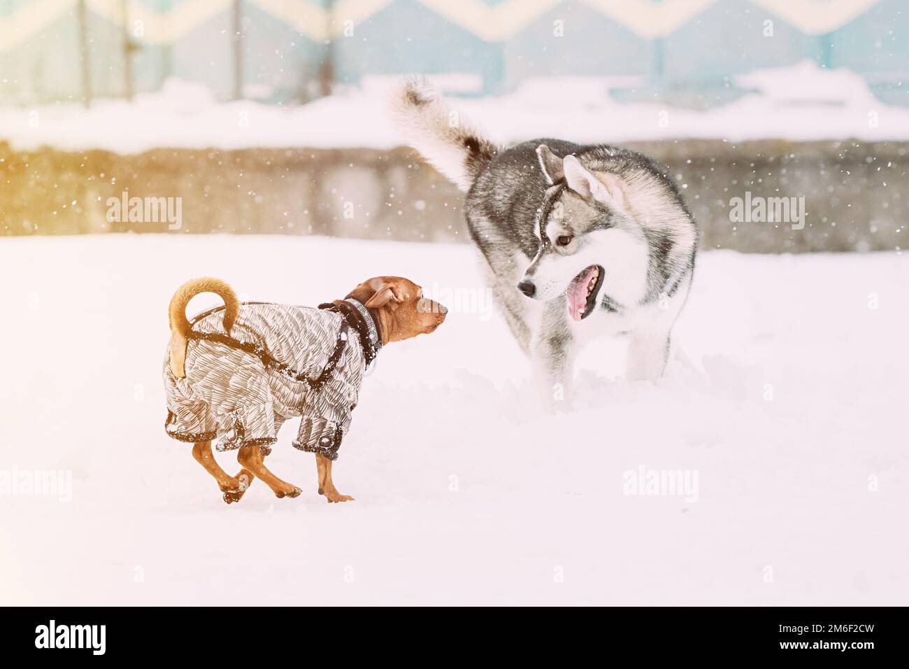 Pinscher Afraid Husky. Dominance Concept. Leader And Subordinate. Two ...