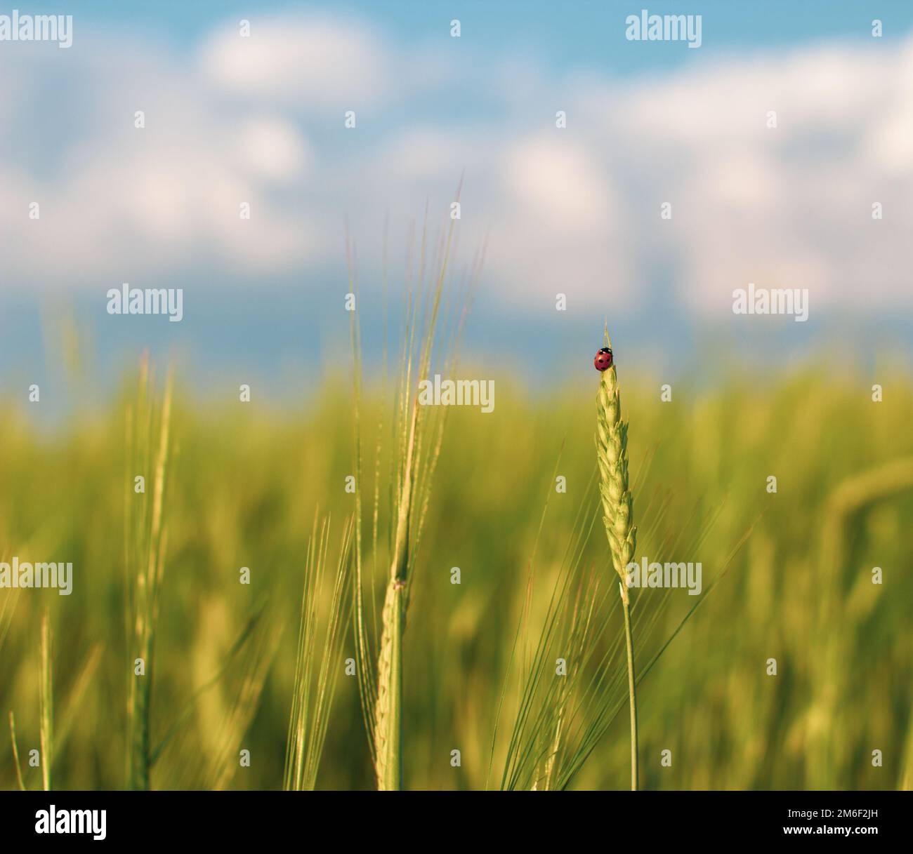An insect a ladybug on an ear of rye or wheat Stock Photo - Alamy