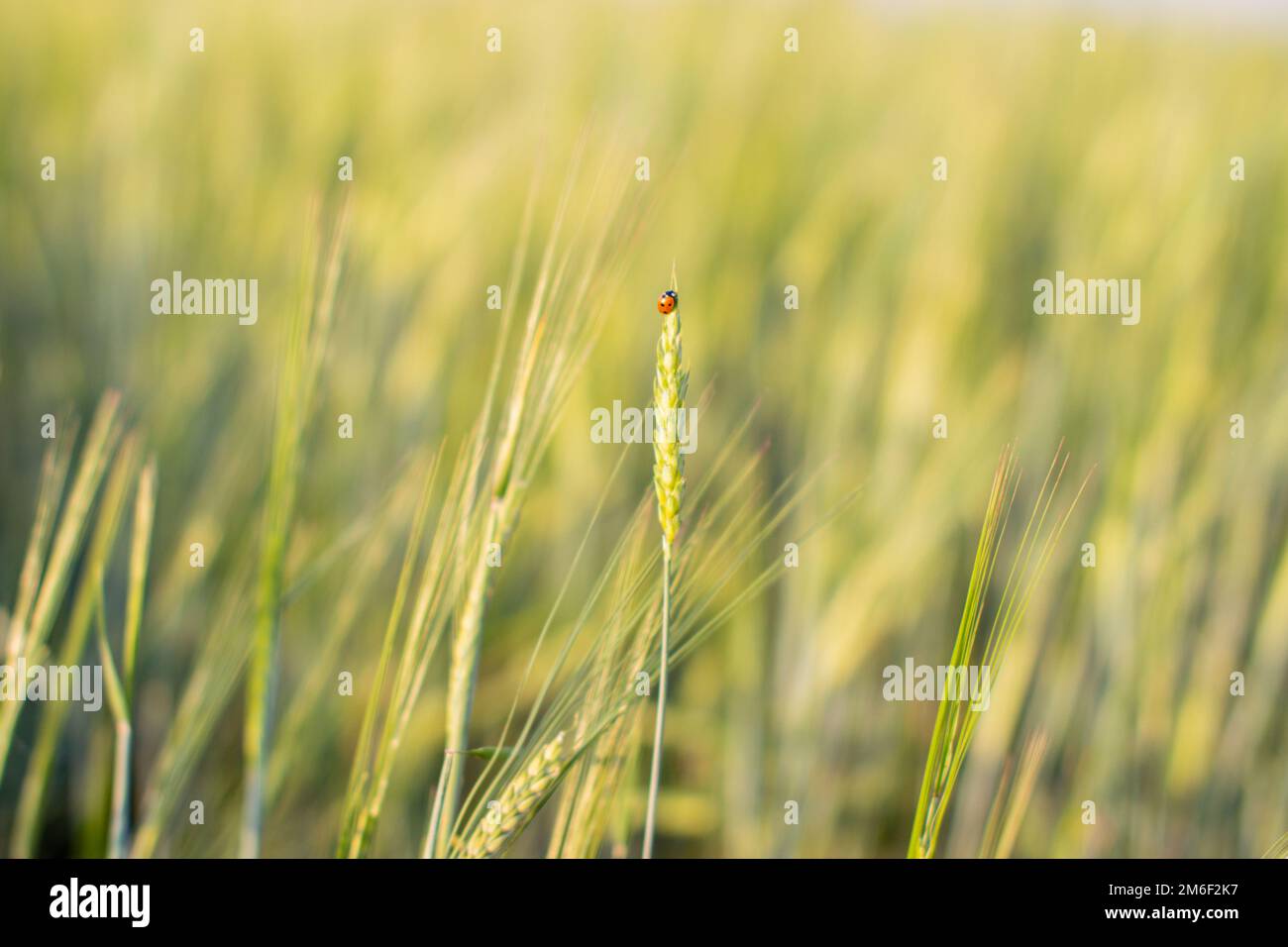 An insect a ladybug on an ear of rye or wheat Stock Photo - Alamy