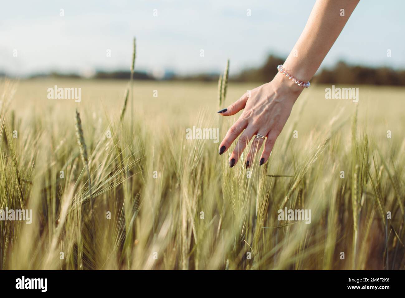 Woman's hand touch young wheat ears at sunset or sunrise. Rural and ...