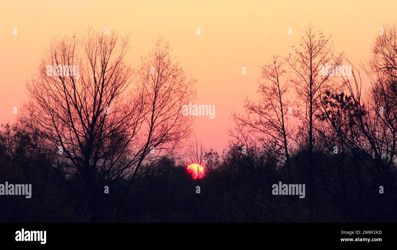 Dark sunset over the trees with crimson sky. Scarlet decline above ...