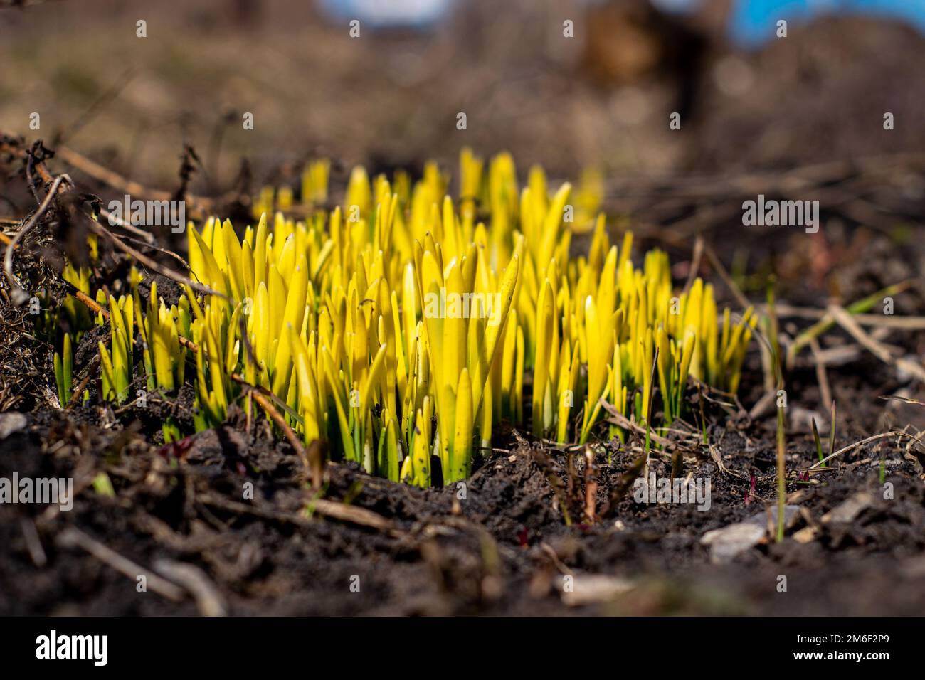 Daffodils sprout through the ground in spring Stock Photo - Alamy