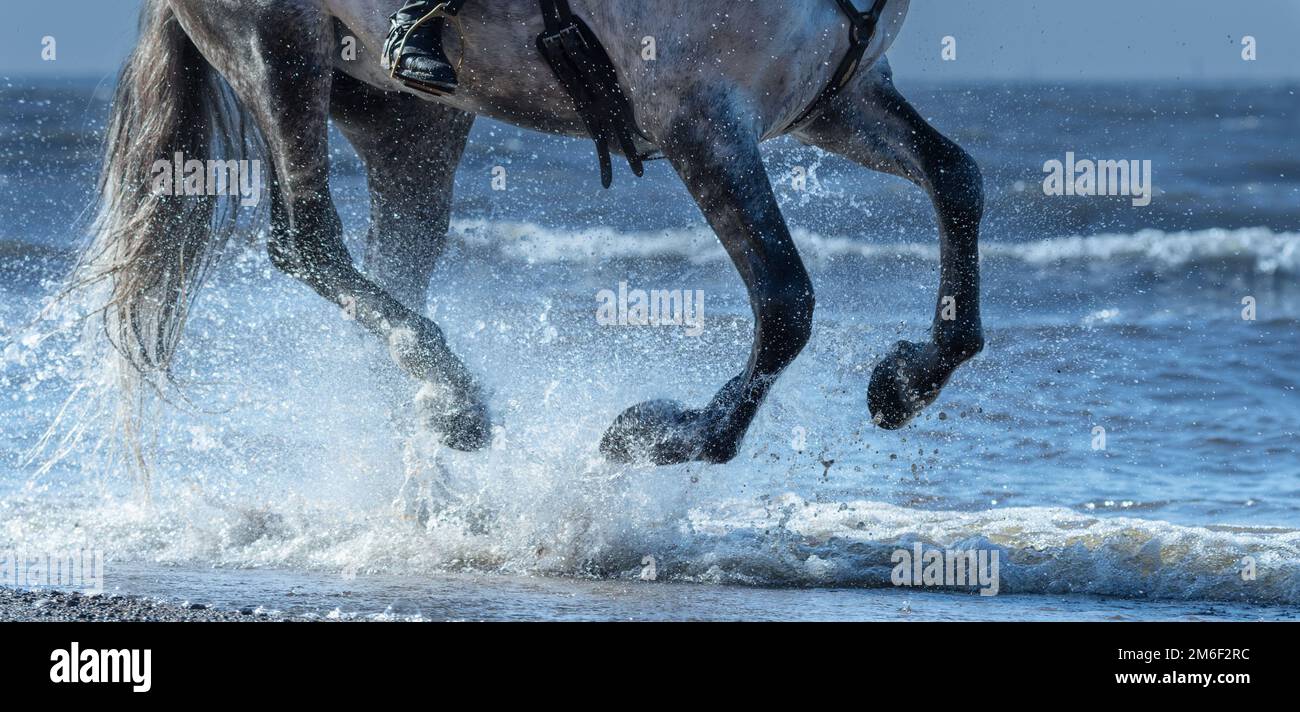 Dapple-grey horse run gallop on water. Legs of horse close up into sea ...