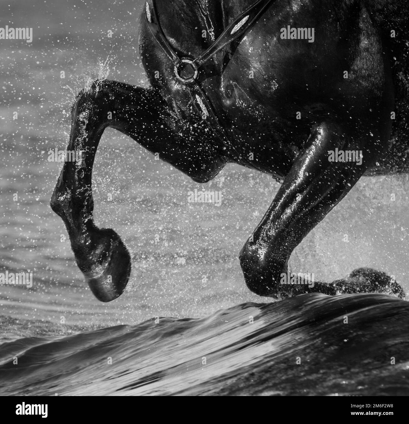 Horse run gallop on water. Legs of horse close up with splashes. Black ...