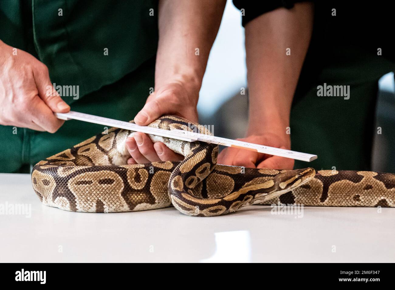Bremerhaven, Germany. 04th Jan, 2023. A royal python from the Zoo am ...