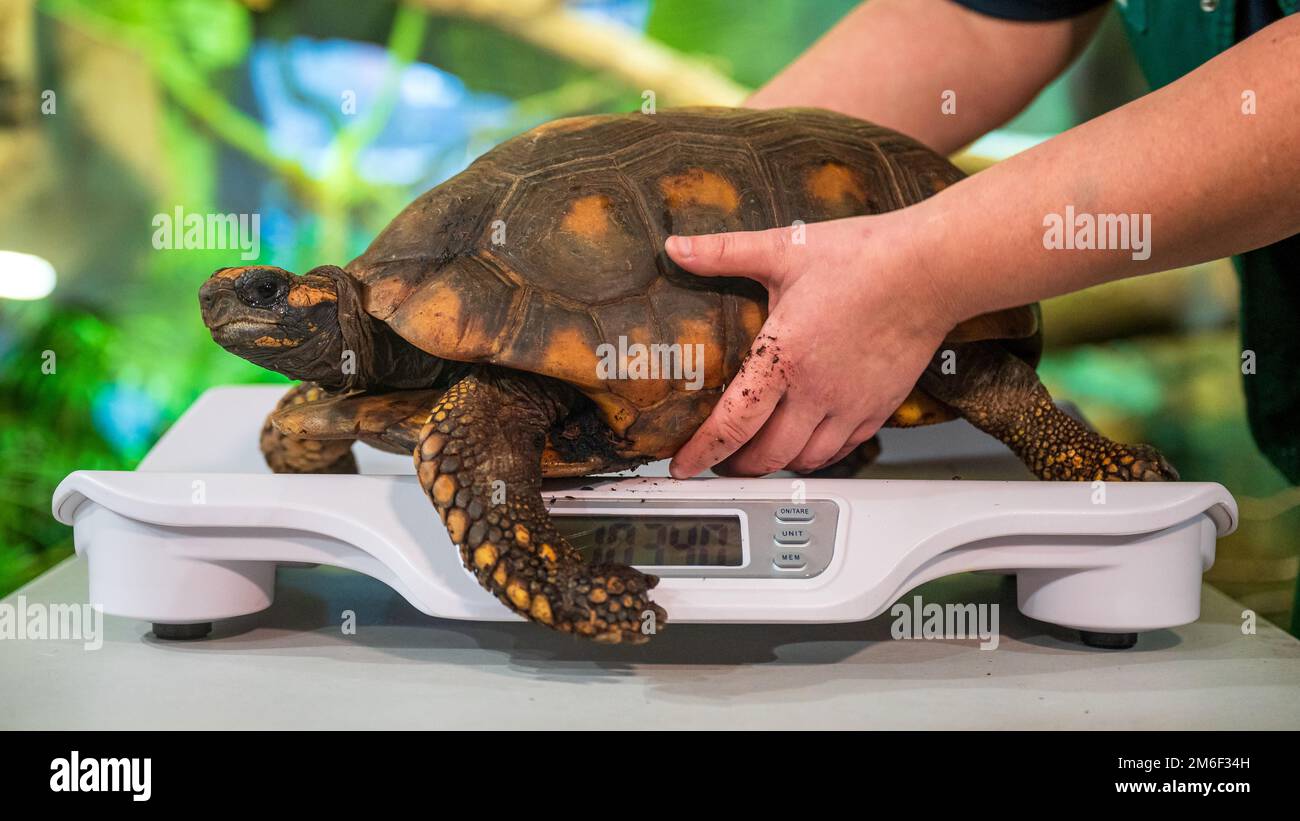 Bremerhaven, Germany. 04th Jan, 2023. A charcoal turtle from the Zoo am ...