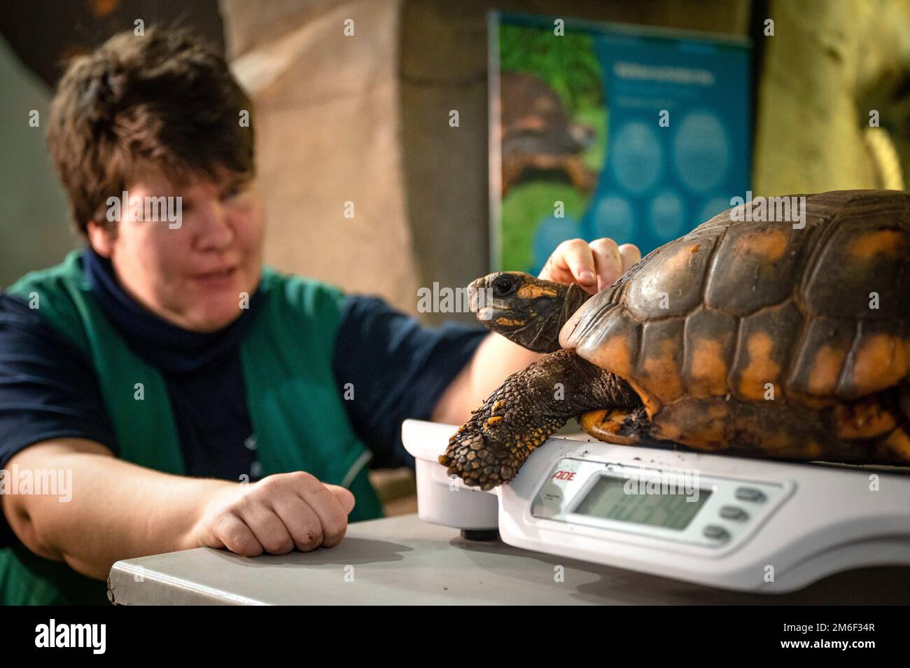 Bremerhaven, Germany. 04th Jan, 2023. A charcoal turtle from the Zoo am ...