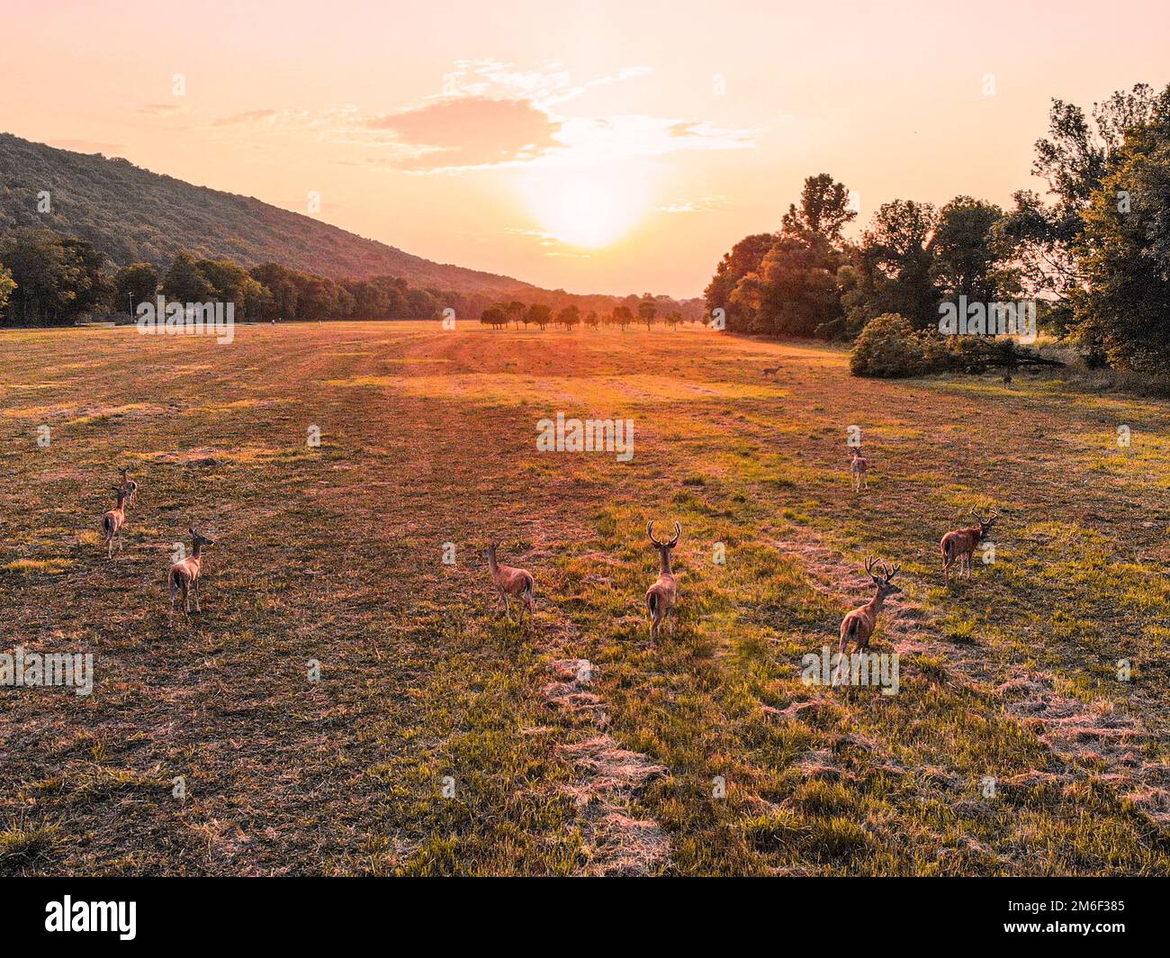 A beautiful field with white-tailed deer (Odocoileus virginianus ...