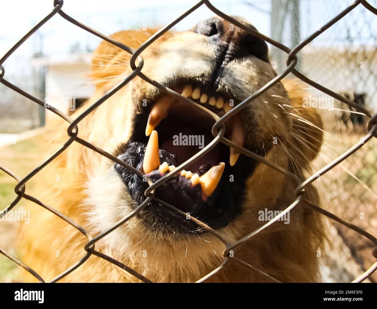 Lioness behind the net is a slave. The lion behind the fence Stock ...