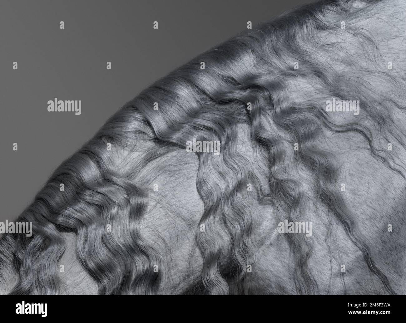 Animal body part. Long arabian gray mane. Abstract animal concept. Can ...