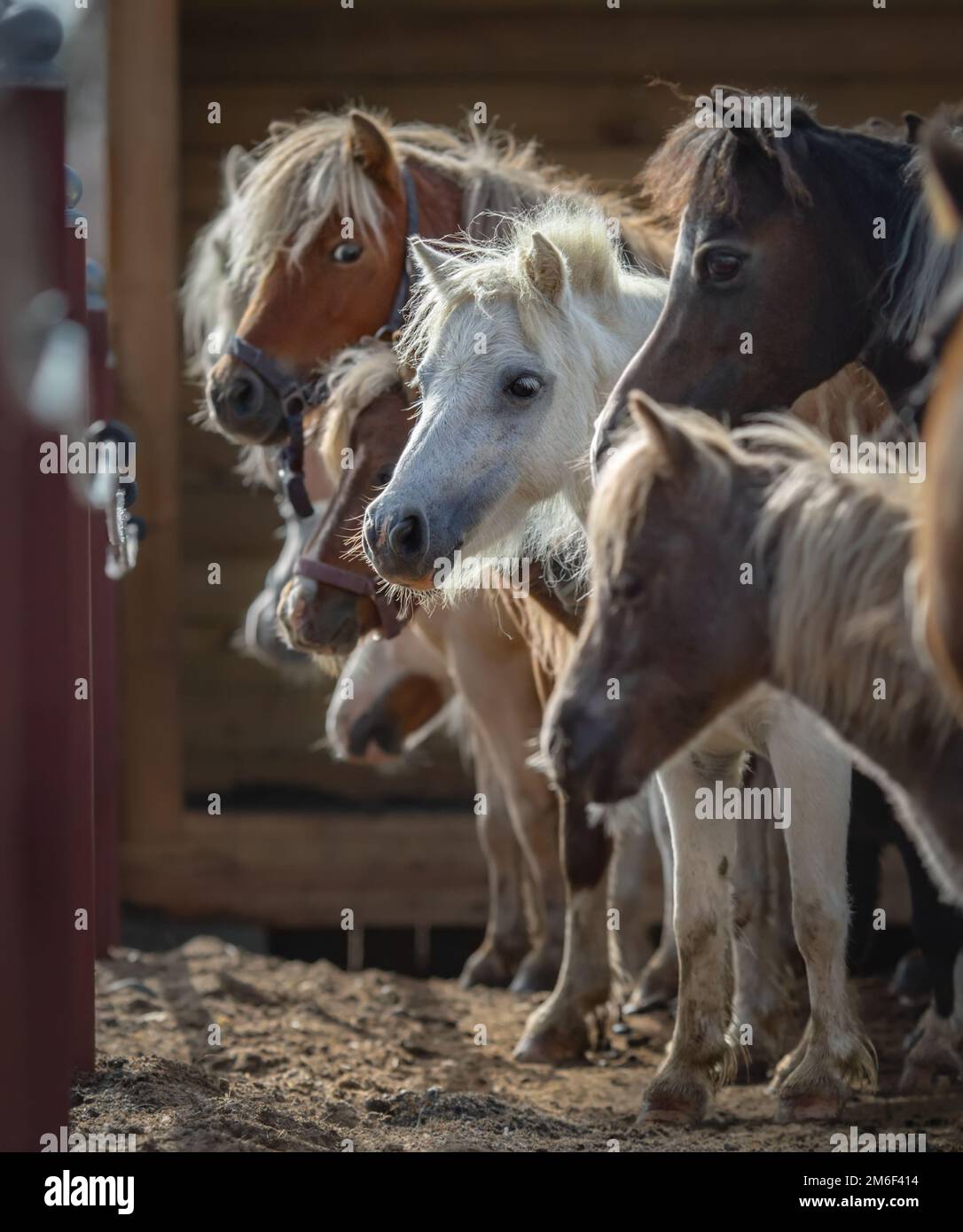 Herd of American Miniature Horses gathered at shelter in backlight ...