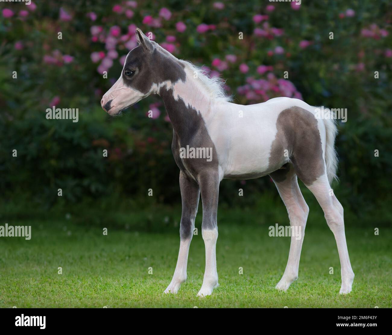American miniature horse on green grass in garden. Pinto foal is one ...