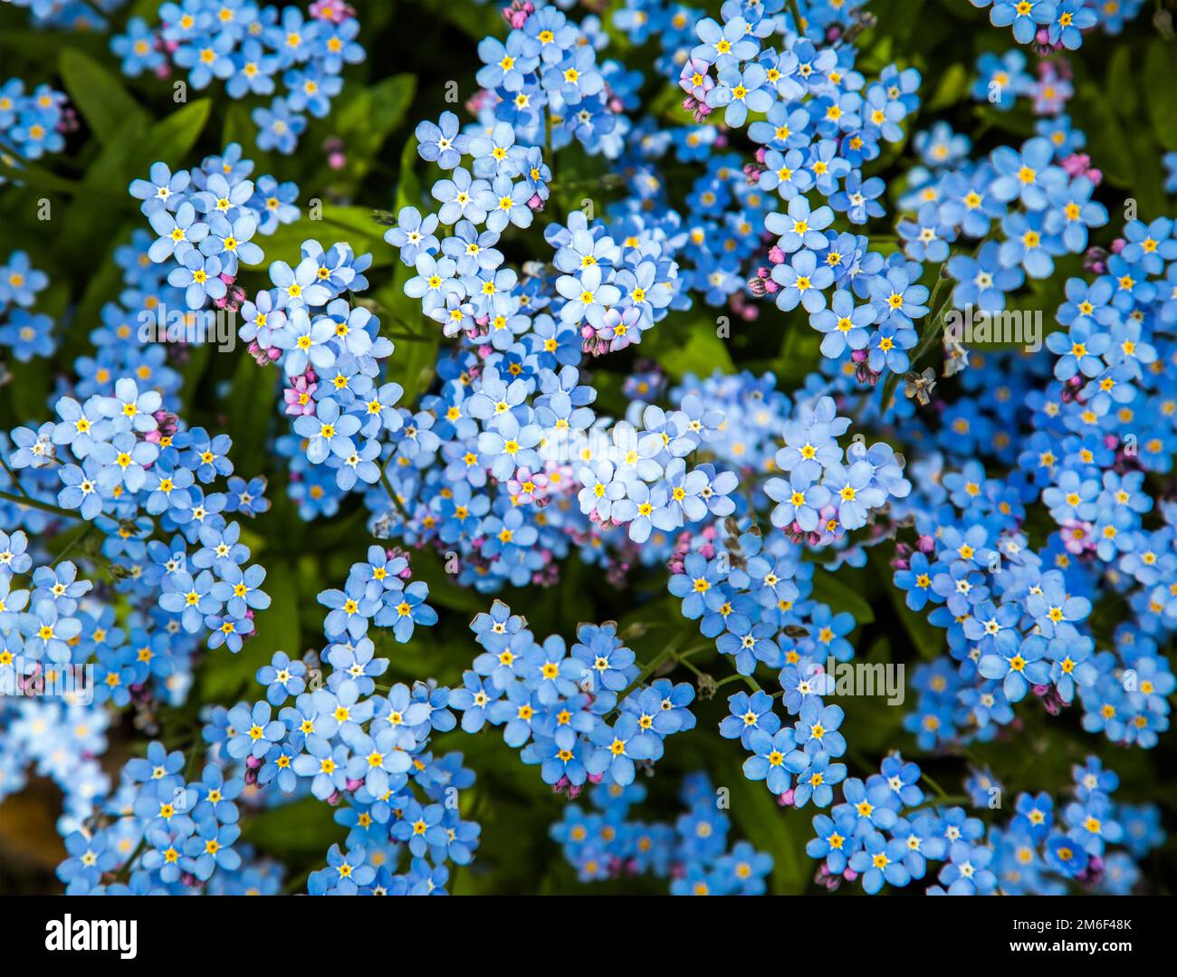 Forget me not flower ( Myosotis sylvatica Stock Photo - Alamy