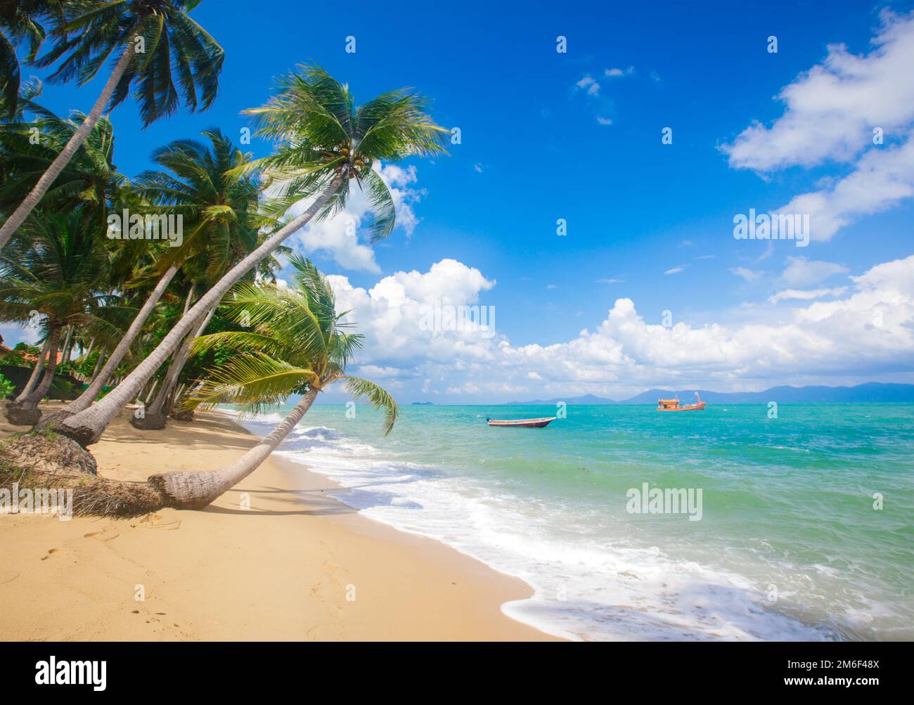Tropical beach with coconut palm tree Stock Photo - Alamy