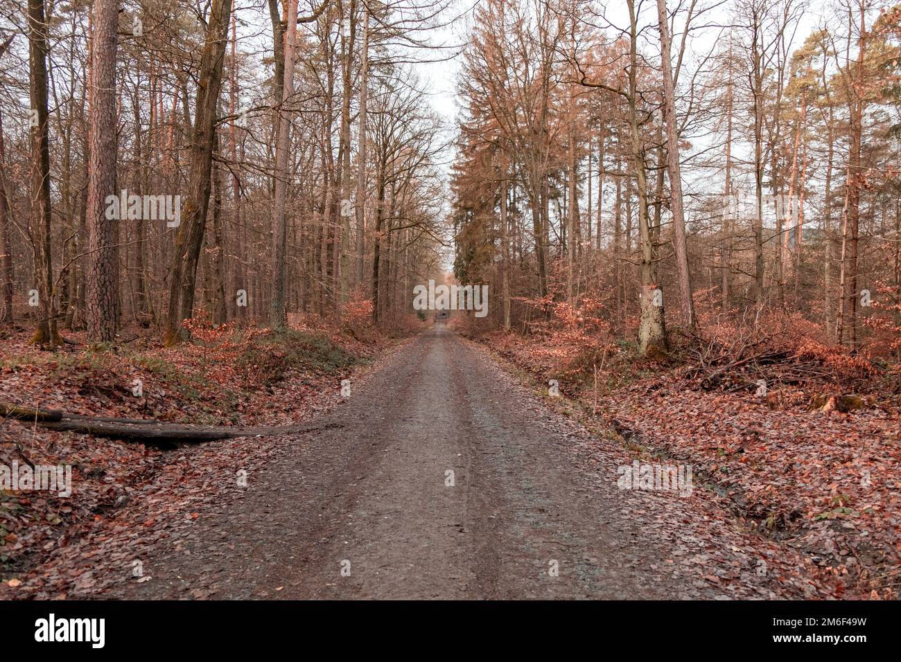 Walking through the forest in Germany in Autumn Stock Photo - Alamy