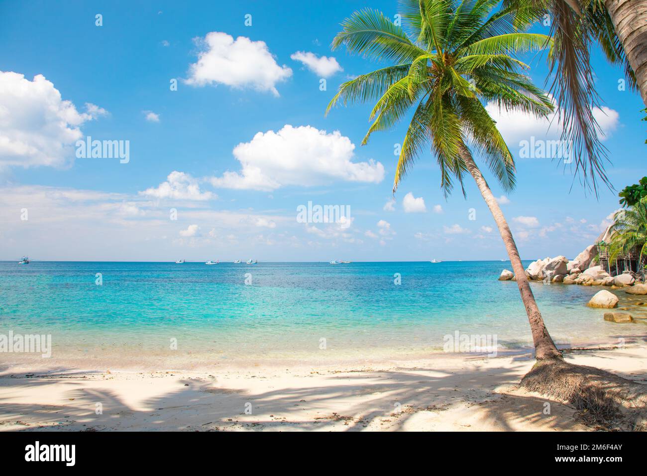 Tropical beach with coconut palm tree Stock Photo - Alamy