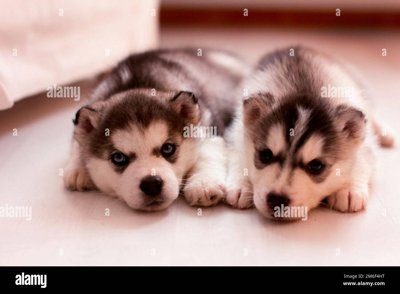 Cute little baby dog hi-res stock photography and images - Alamy