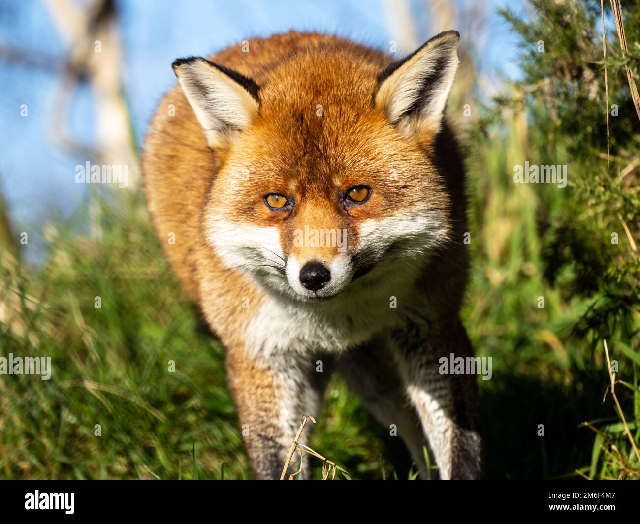 Red Fox resting in the Spring Sun Stock Photo - Alamy