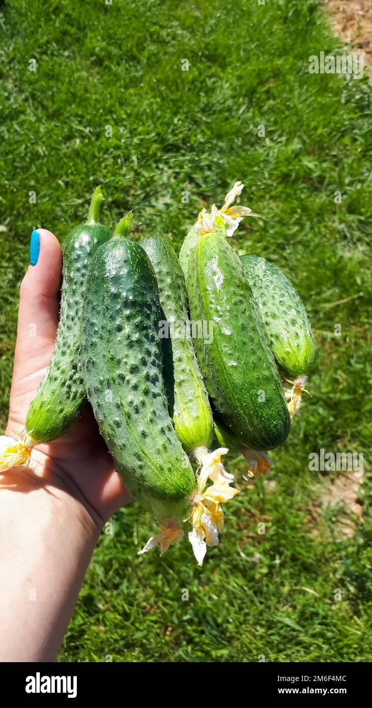 Green cucumbers in woman's hand. Harvest from the bed Stock Photo - Alamy