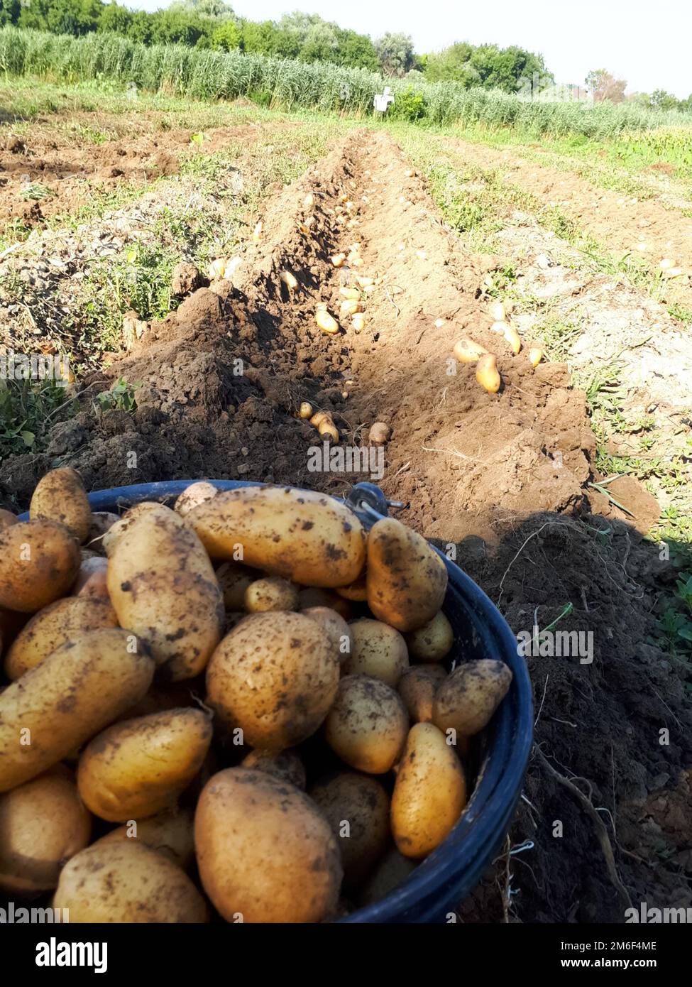 Dig potatoes in garden hi-res stock photography and images - Alamy