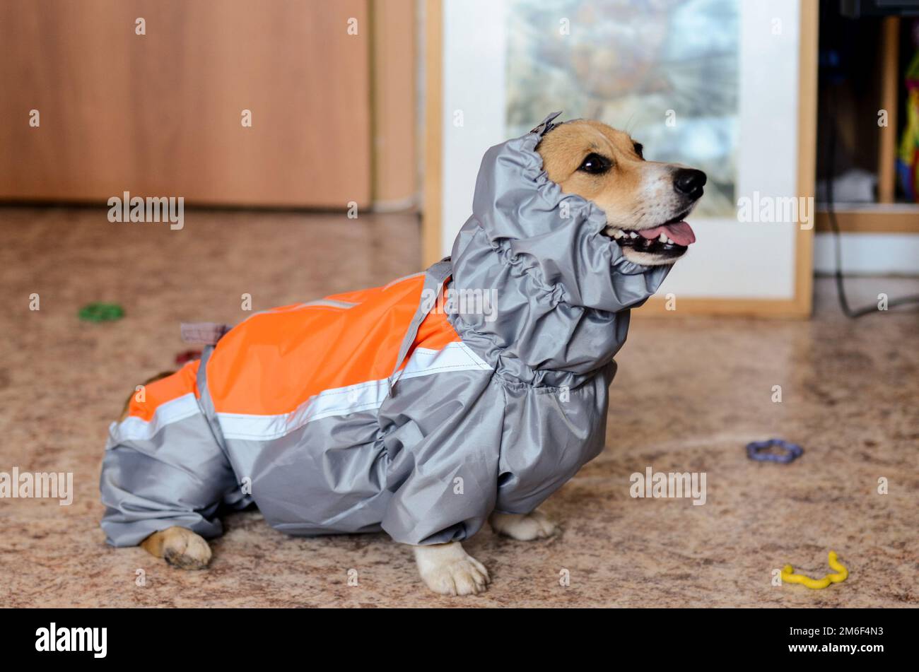 Dog in his clothes. A jacket for a dog. Fitting clothes Stock Photo - Alamy