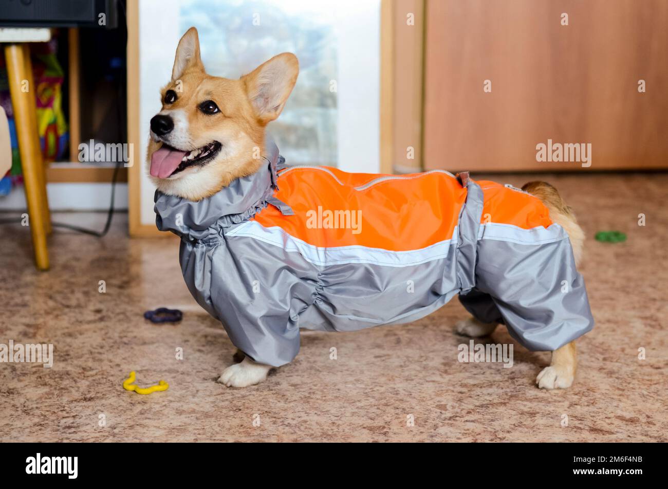 Dog in his clothes. A jacket for a dog. Fitting clothes Stock Photo - Alamy