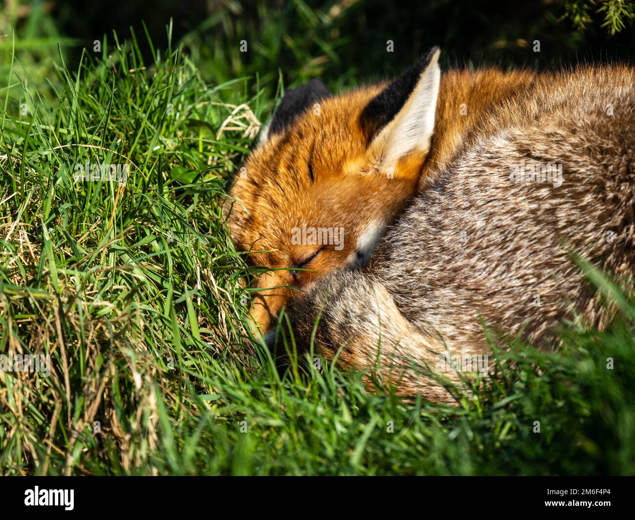 Red Fox resting in the Spring Sun Stock Photo - Alamy