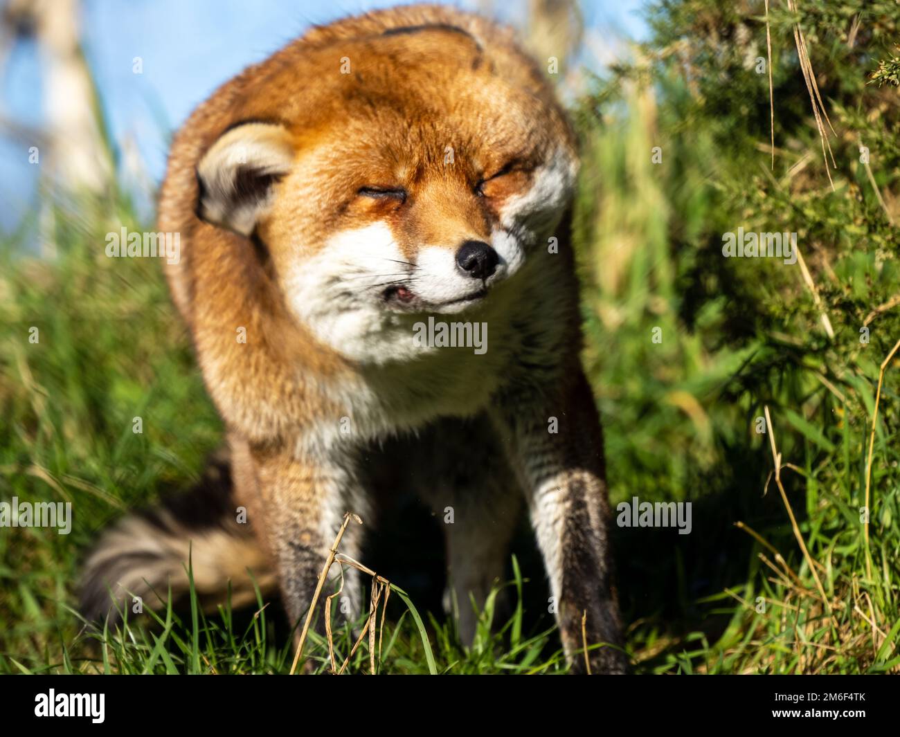 Red Fox Shaking in the Sun Stock Photo - Alamy