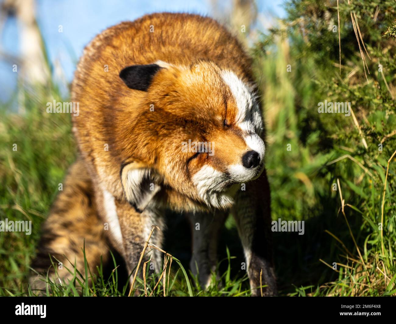 Red Fox Shaking in the Sun Stock Photo - Alamy