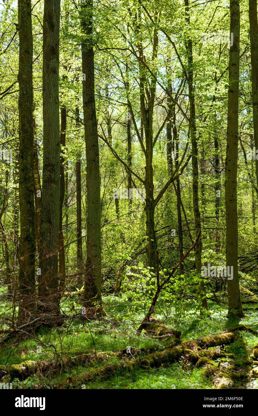 A vertical shot of thin trees in a lush bright green forest Stock Photo ...