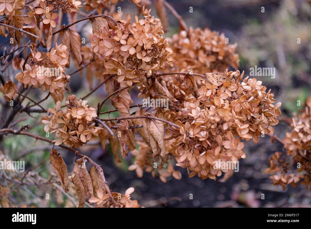 A withered branch of hydrangea. Hydrangea paniculata in autumn Stock Photo - Alamy